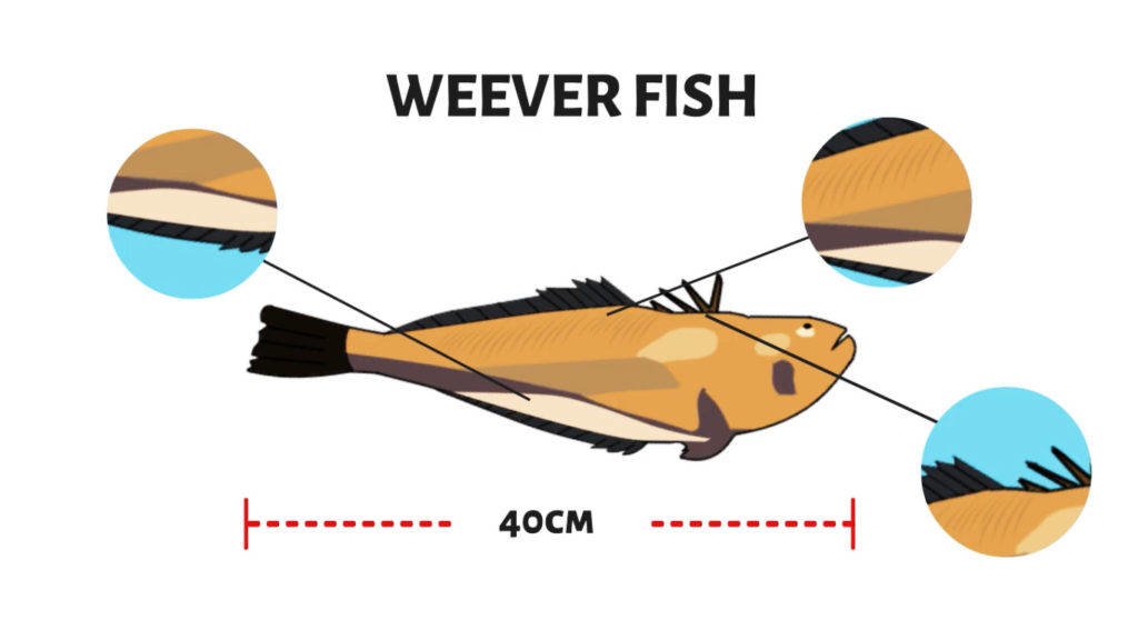 Incontri pericolosi in mare: tracina o pesce ragno - Med4Care