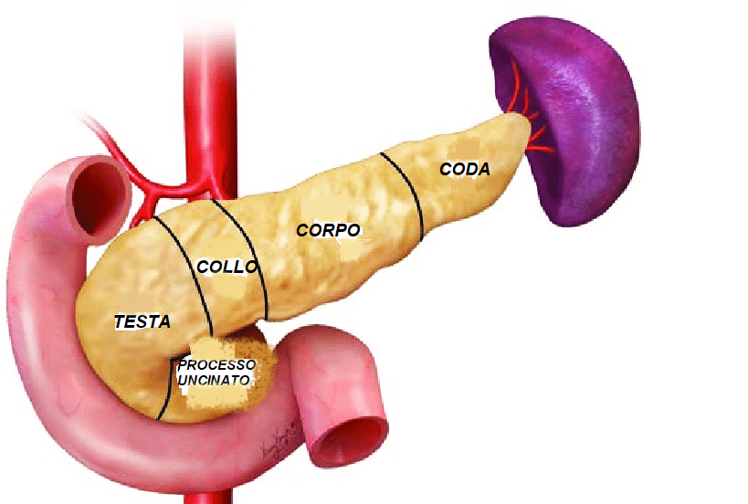 I tumori neuroendocrini del pancreas (PNET) - Med4Care