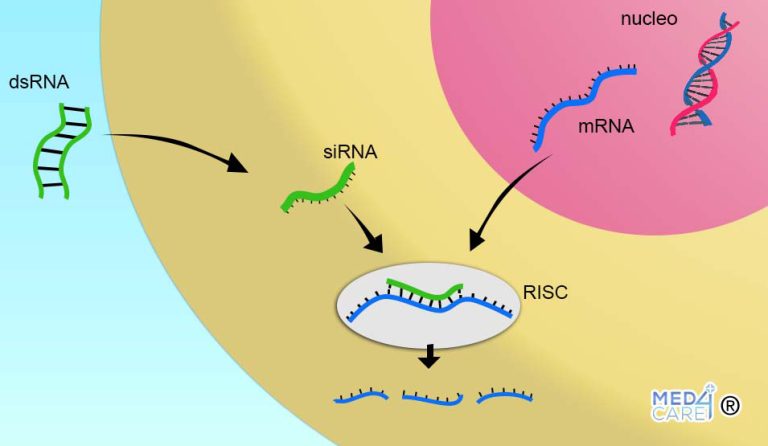 L'RNA interferente (olpasiran) è efficace nel combattere l ...